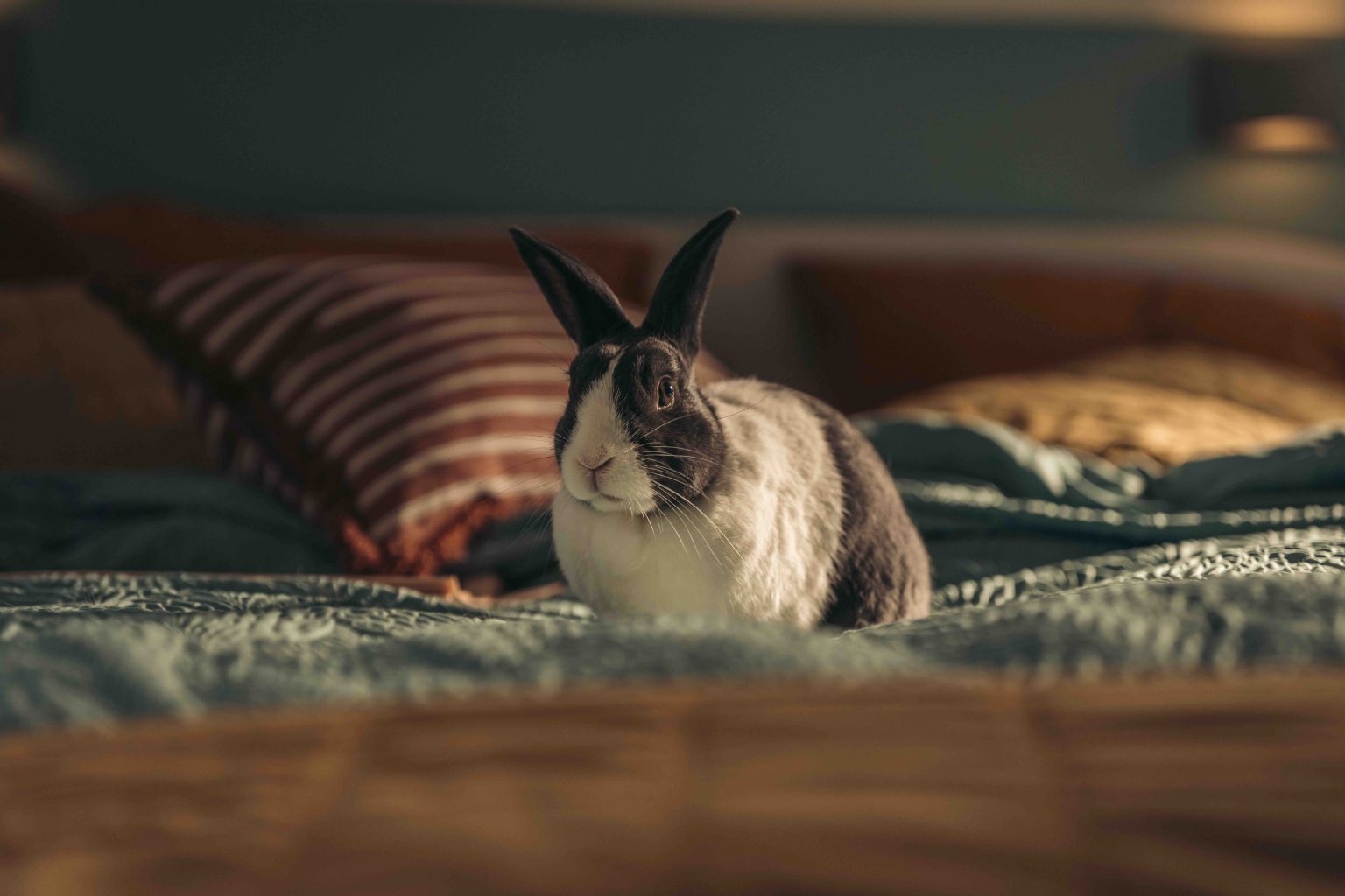 Hopping Into Our Heart And Home – What's Good To Do